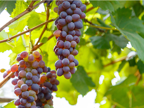 Waves | Restaurang på Aurora | ÖRESUNDSLINJEN